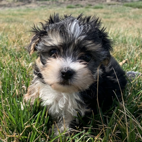 Find Morkie Puppies For Sale & Breeders In California