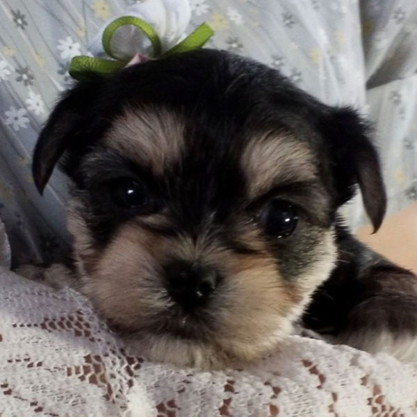 Find Morkie Puppies For Sale & Breeders In California
